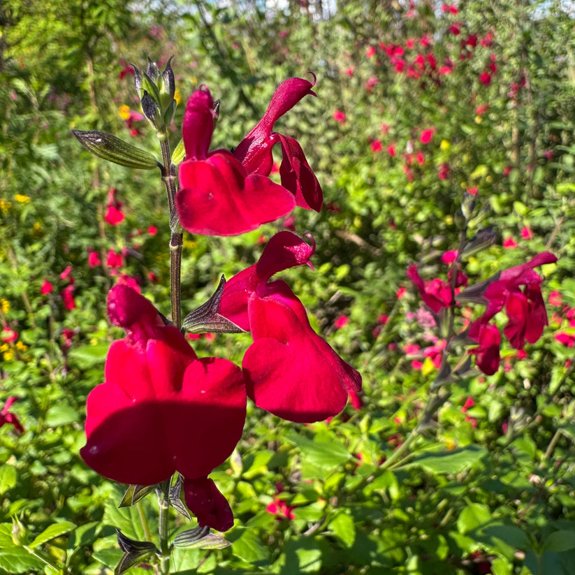 Salvia microphylla 'Killer Cranberry' – Parkersperennials