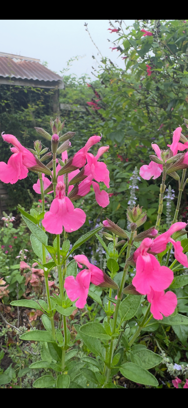 Salvia microphylla 'Flare' – Parkersperennials